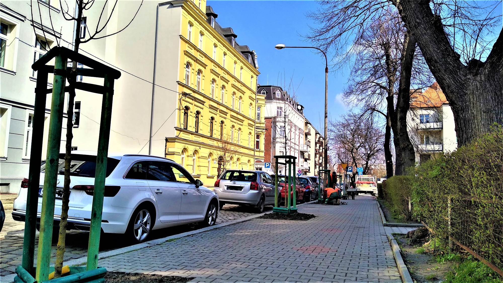 Coraz więcej nowych drzew w Gliwicach - Gliwice | infogliwice.pl